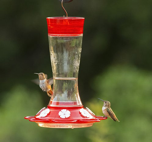 Garnet Hummingbird Feeder – Cool Ponds