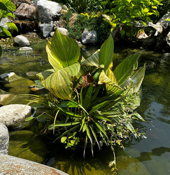 Floating Plant Island – Cool Ponds